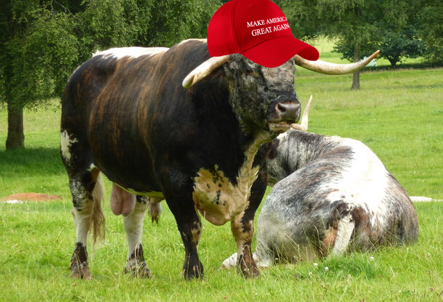 What's Behind the Stock Market's Epic Trump Trade